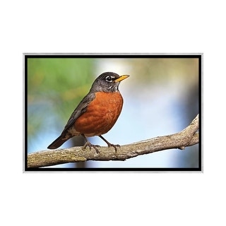 iCanvas "Robin Redbreast" by Brian Wolf Framed - Bed Bath & Beyond - 37714725